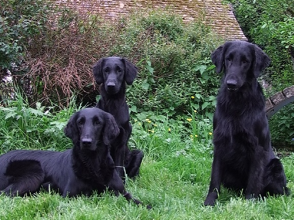 Accueil - Elevage Vlatipa - eleveur de chiens Flat Coated Retriever